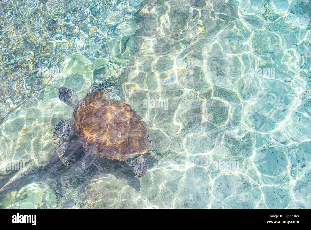 Green sea turtle swimming in the shallow water at Playa Grandi (Playa ...