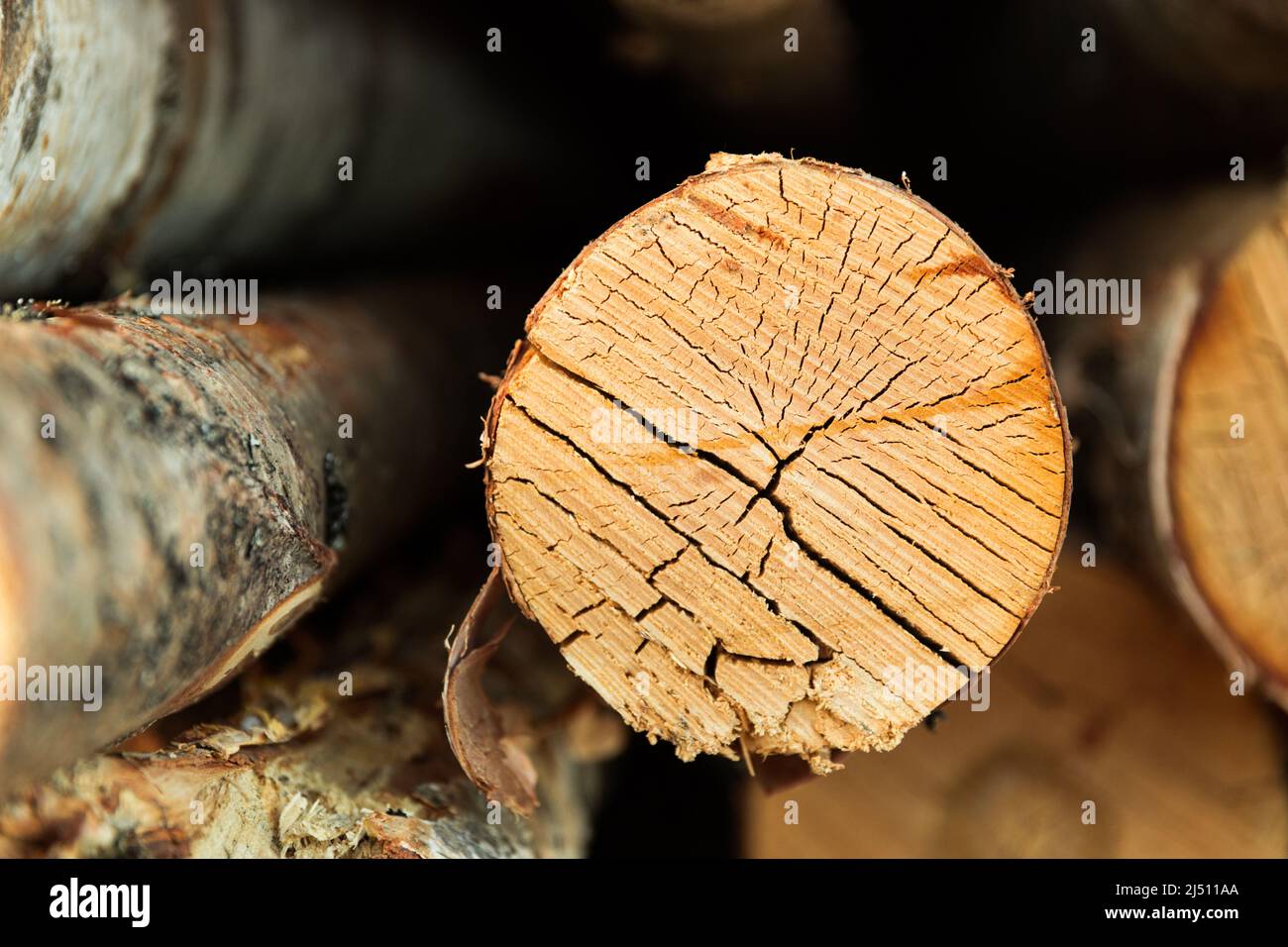 the birch is close-up. Deforestation. High quality photo Stock Photo ...