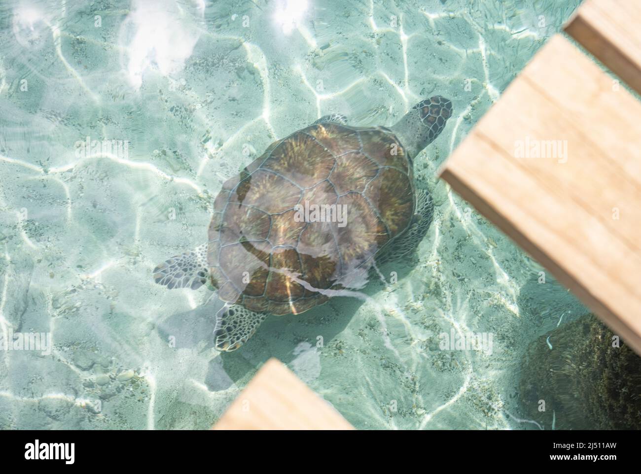 Green sea turtle swimming in the shallow water at Playa Grandi (Playa ...