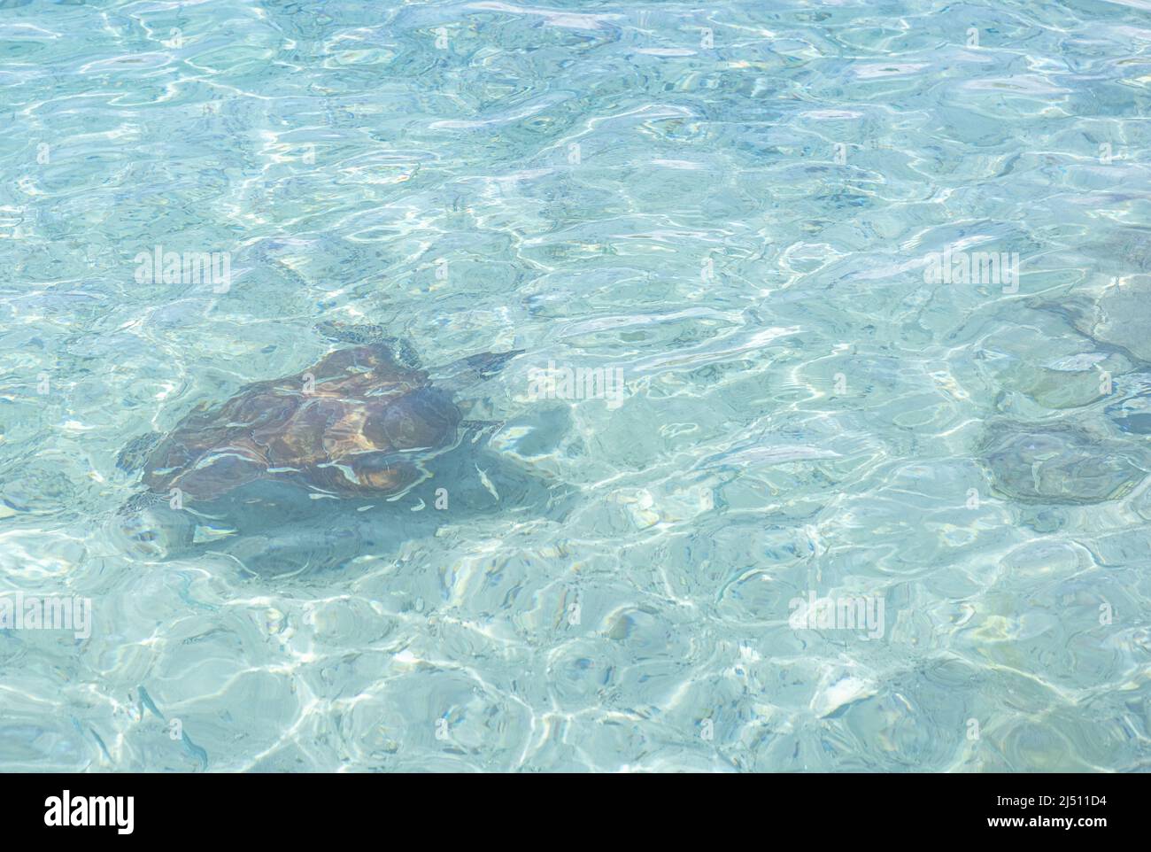 Green sea turtle swimming in the shallow water at Playa Grandi (Playa ...