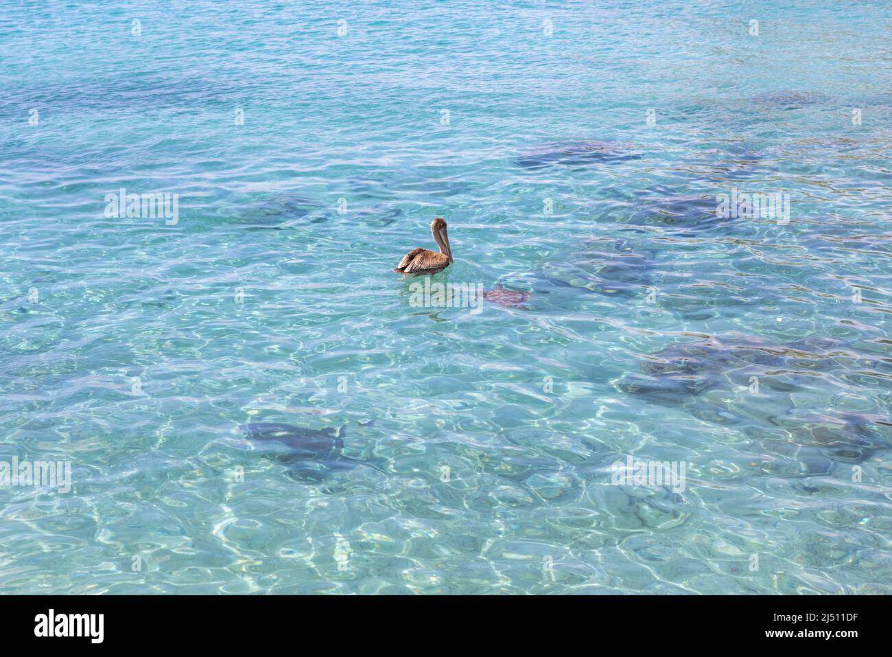 Sea turtle and pelican swimming in the shallow water at Playa Grandi ...