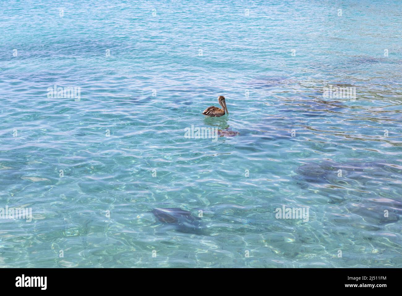 Sea turtle and pelican swimming in the shallow water at Playa Grandi ...