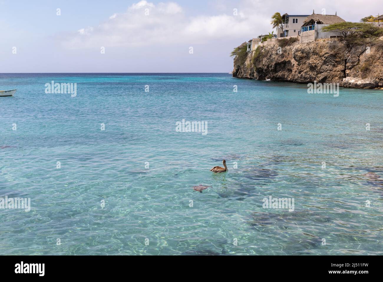 Sea turtle and pelican swimming in the shallow water at Playa Grandi ...