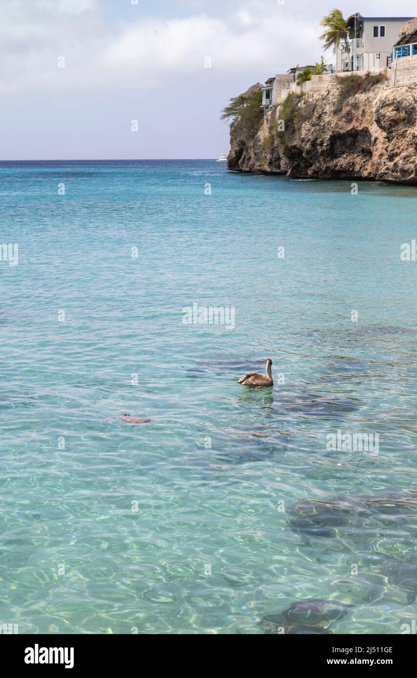 Sea turtle and pelican swimming in the shallow water at Playa Grandi ...