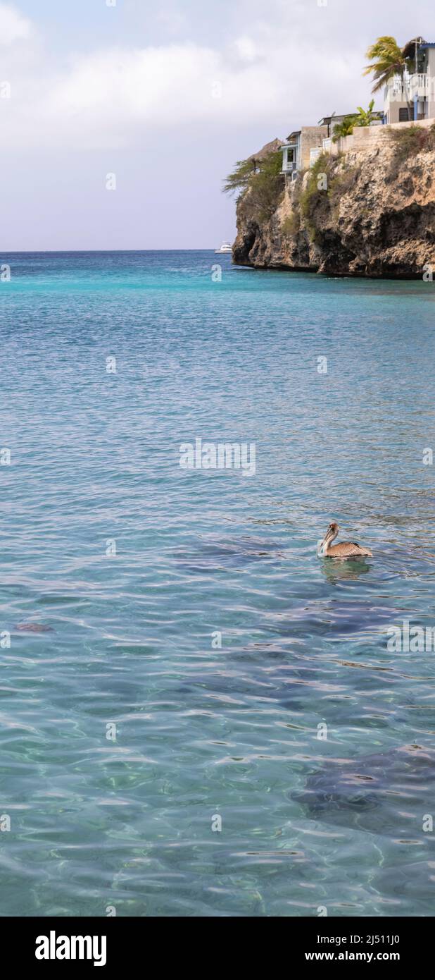 Sea turtle and pelican swimming in the shallow water at Playa Grandi ...