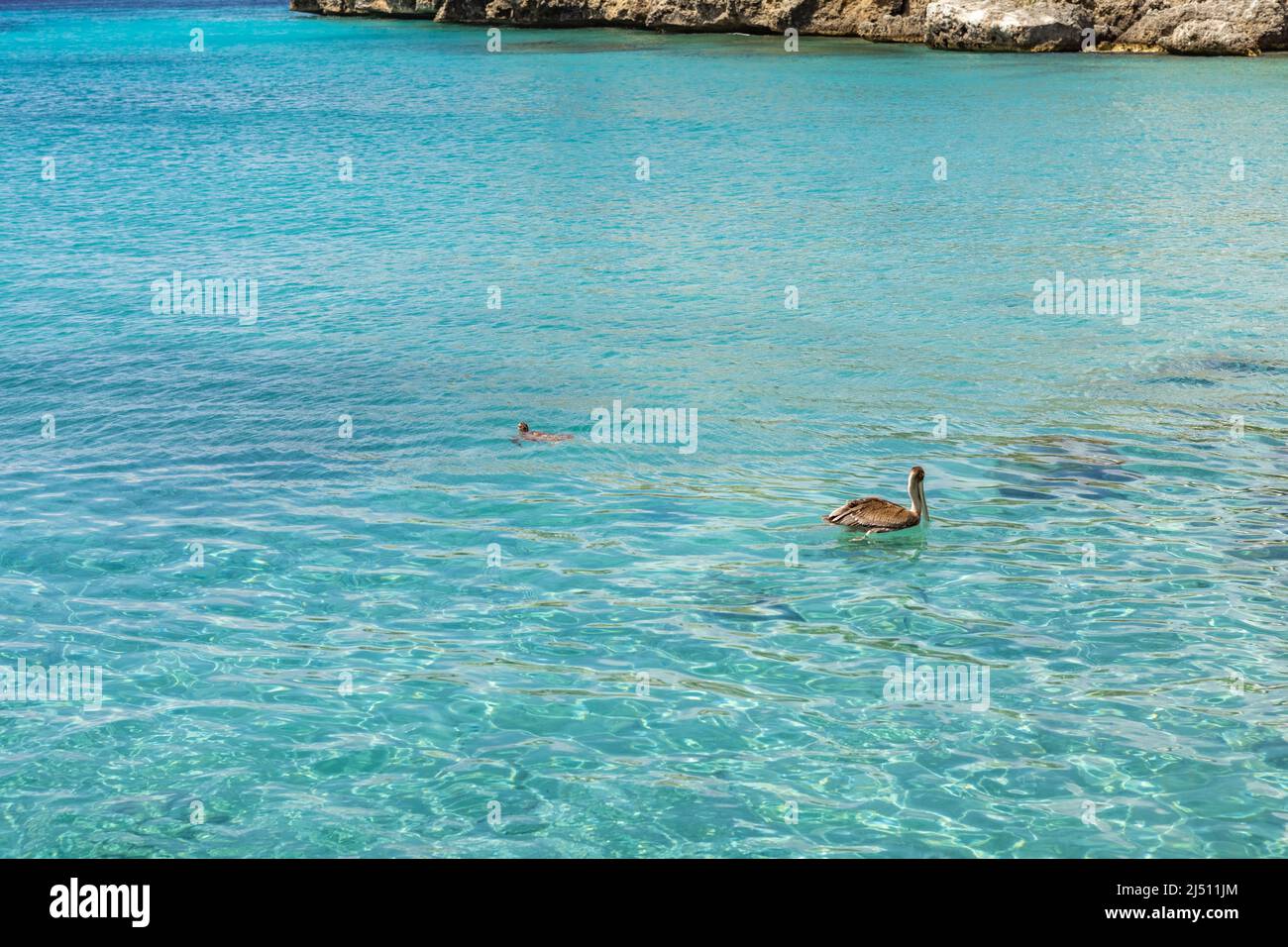 Sea turtle and pelican swimming in the shallow water at Playa Grandi ...