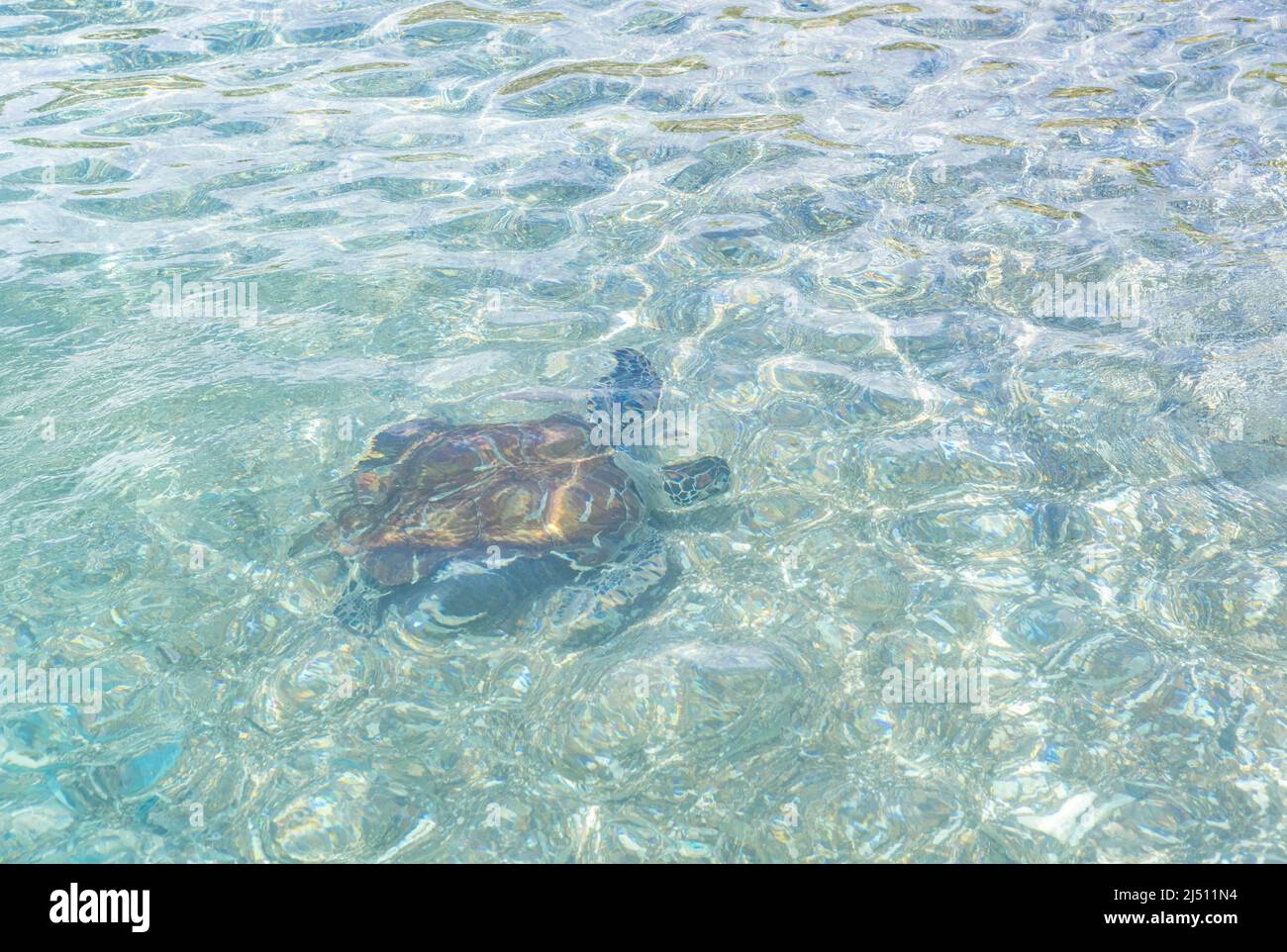 Green sea turtle swimming in the shallow water at Playa Grandi (Playa ...
