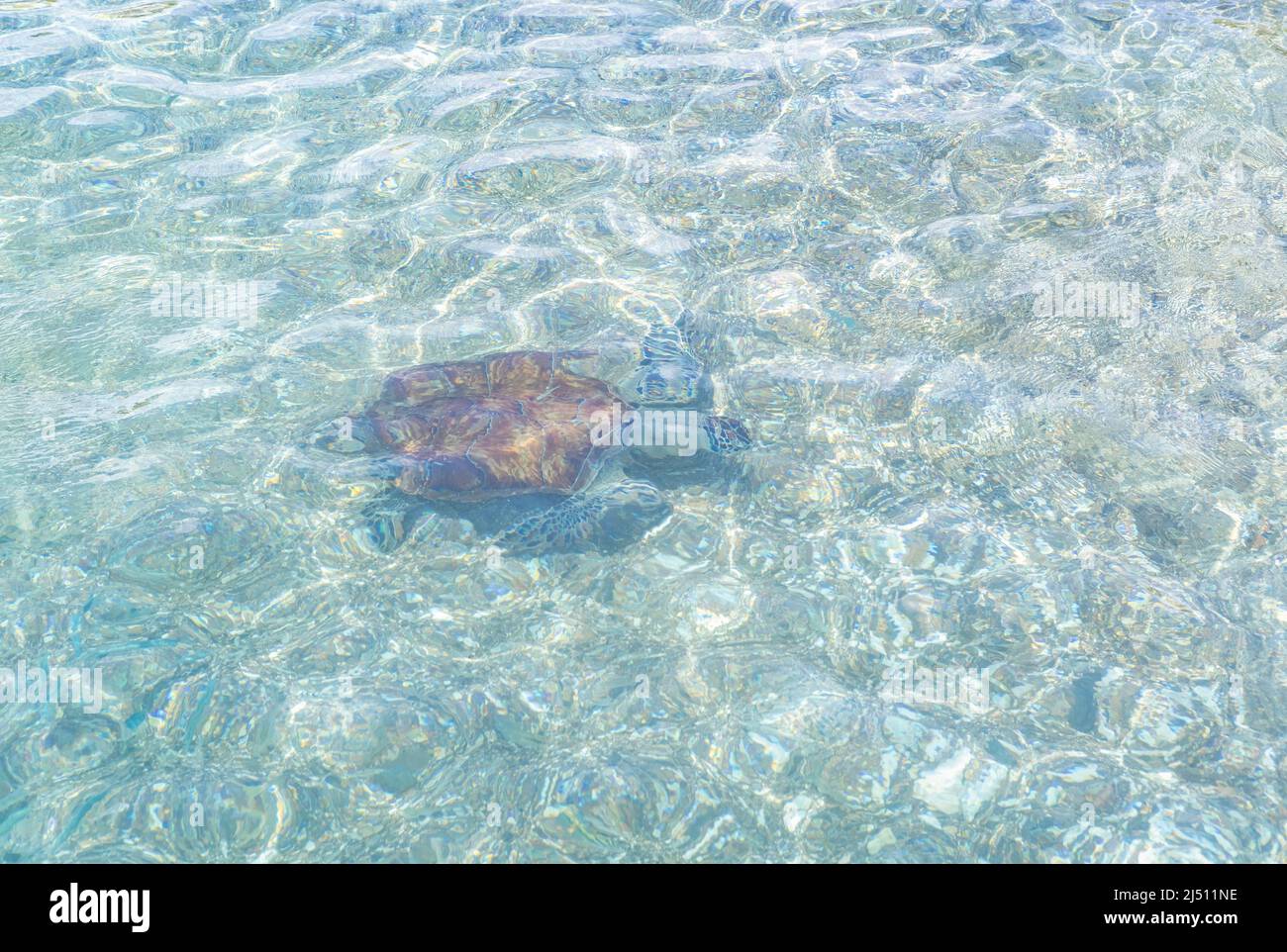 Green sea turtle swimming in the shallow water at Playa Grandi (Playa ...