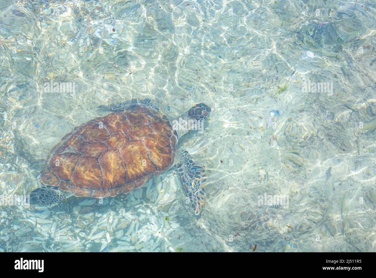 Green sea turtle swimming in the shallow water at Playa Grandi (Playa ...
