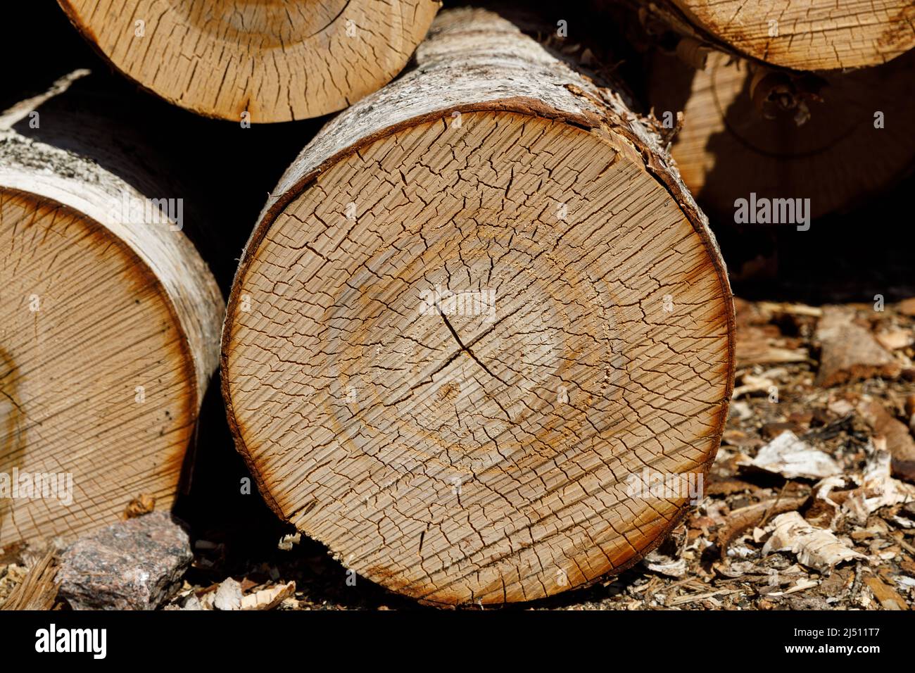 the birch is close-up. Deforestation. High quality photo Stock Photo ...