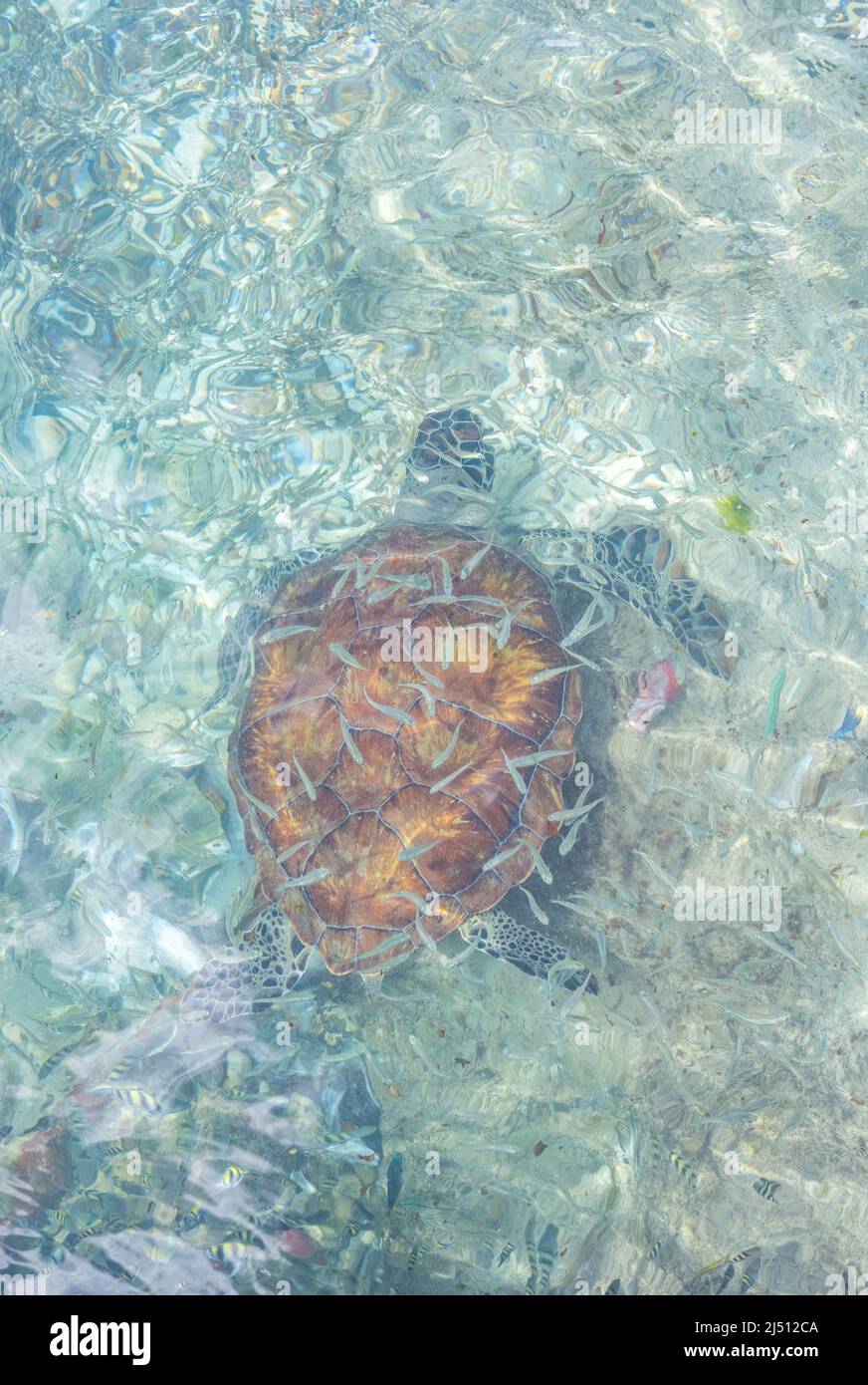 Green sea turtle swimming in the shallow water at Playa Grandi (Playa ...