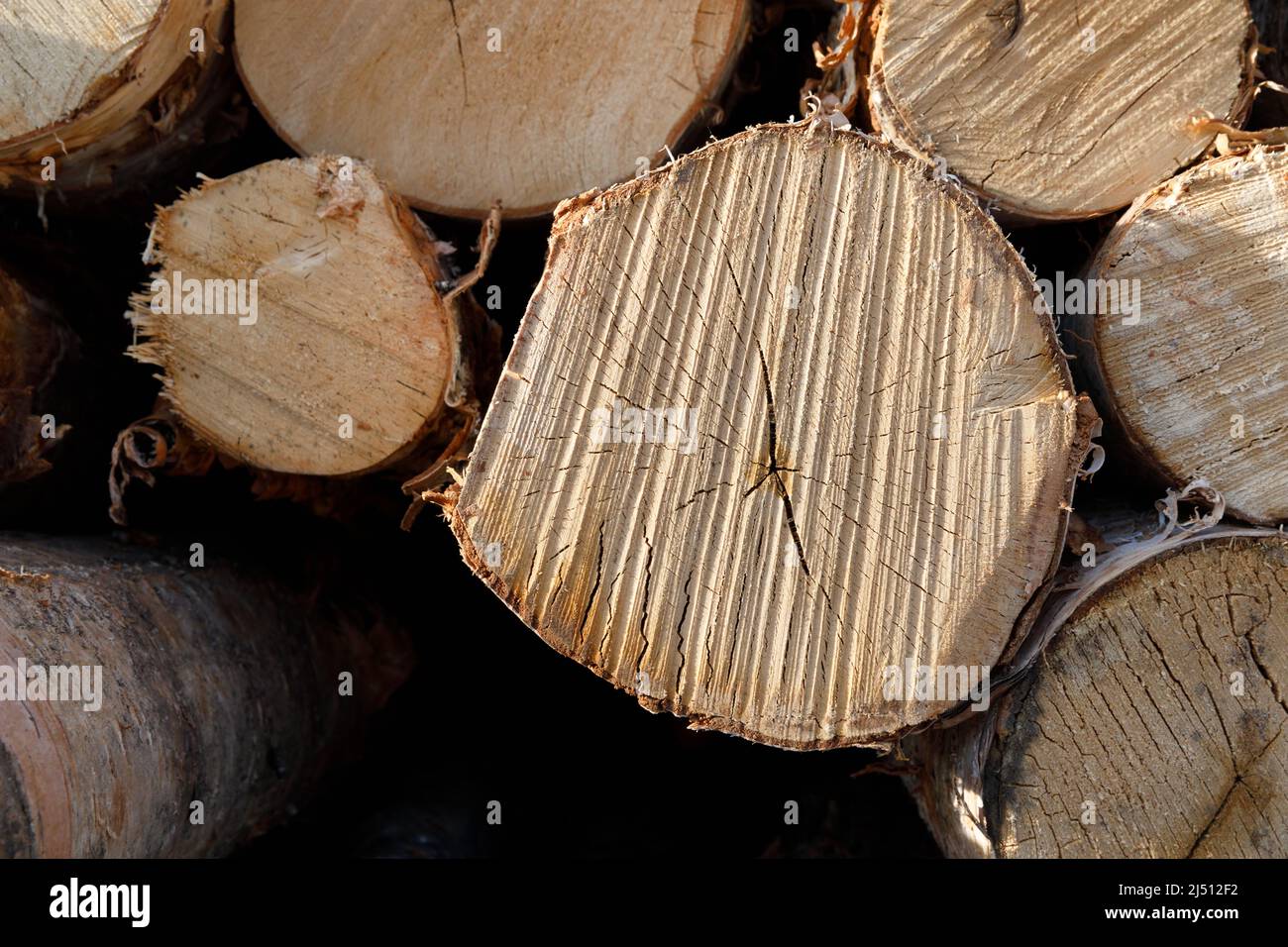 the birch is close-up. Deforestation. High quality photo Stock Photo ...