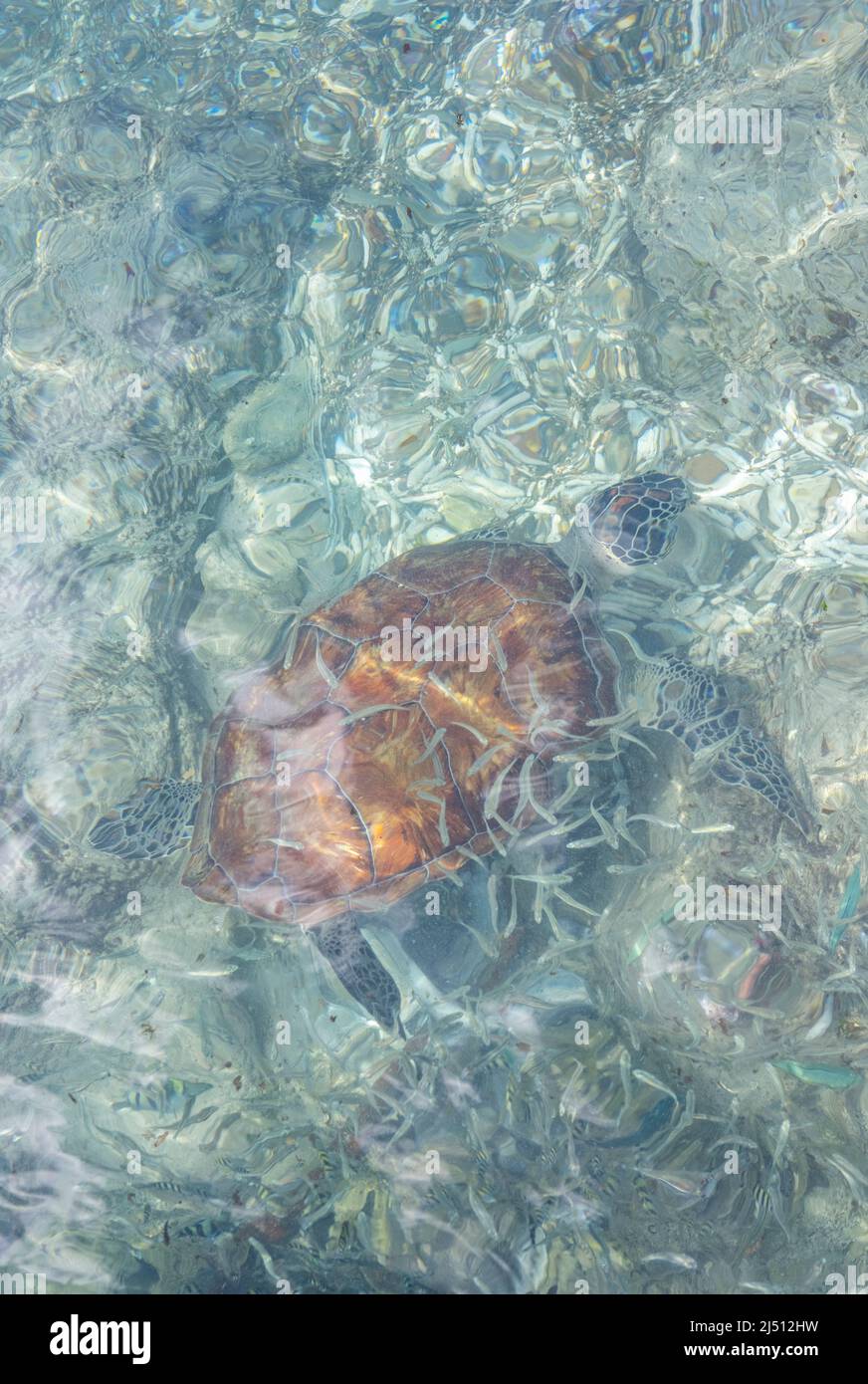 Green sea turtle swimming in the shallow water at Playa Grandi (Playa ...