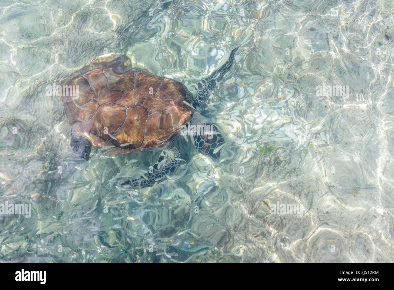 Green sea turtle swimming in the shallow water at Playa Grandi (Playa ...