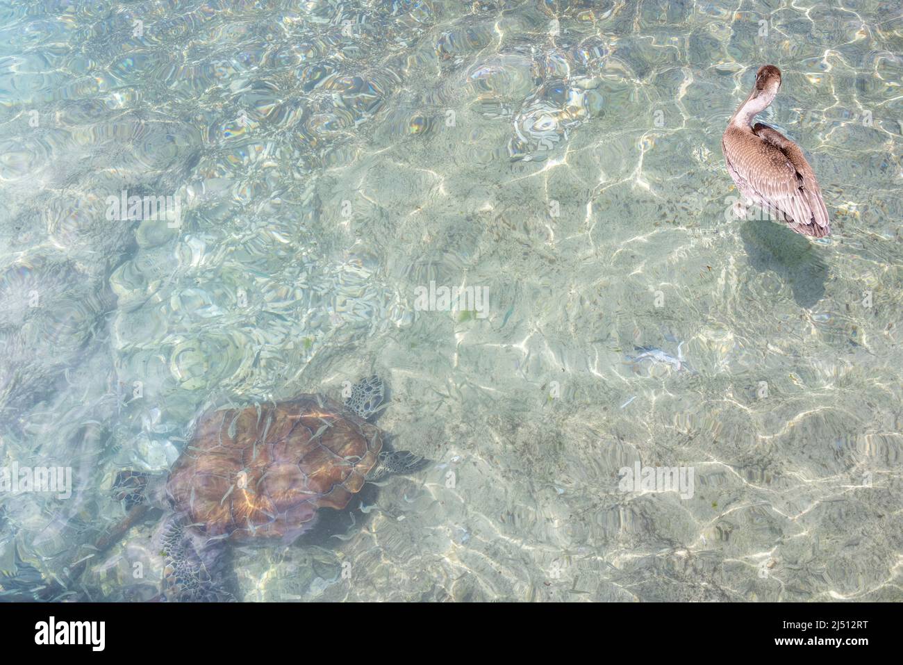 Sea turtle and pelican swimming in the shallow water at Playa Grandi ...