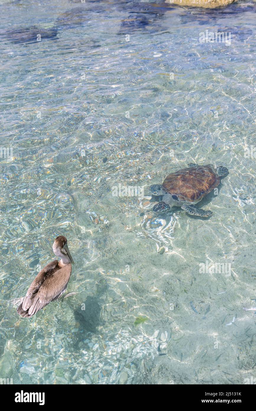 Sea turtle and pelican swimming in the shallow water at Playa Grandi ...