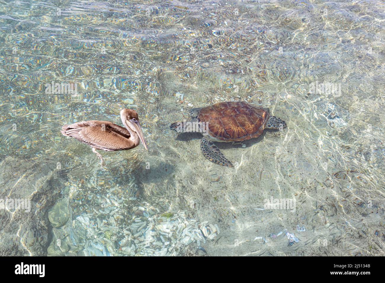 Sea turtle and pelican swimming in the shallow water at Playa Grandi ...