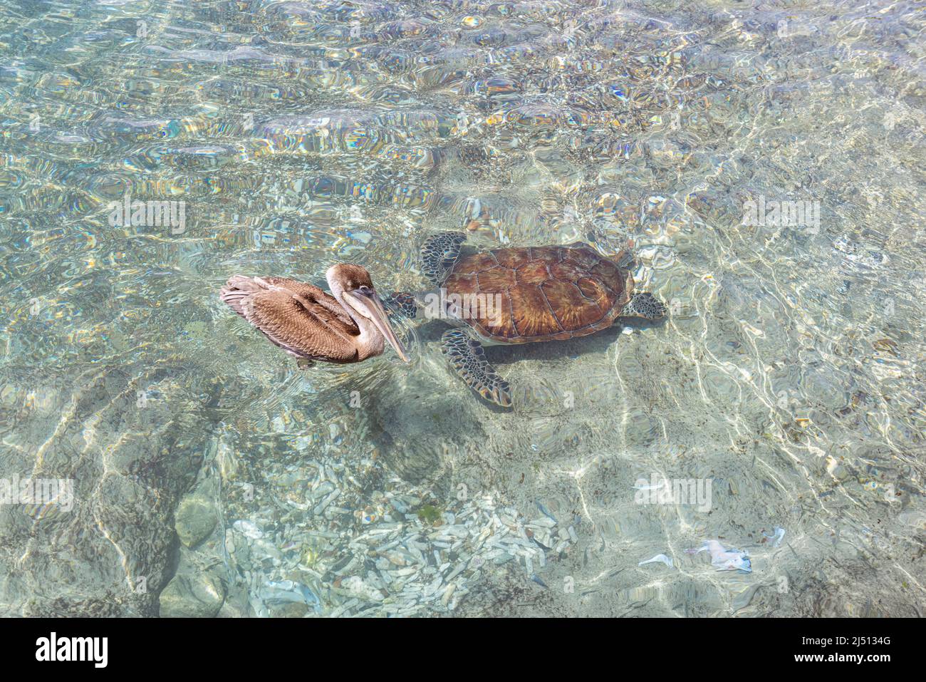 Sea turtle and pelican swimming in the shallow water at Playa Grandi ...