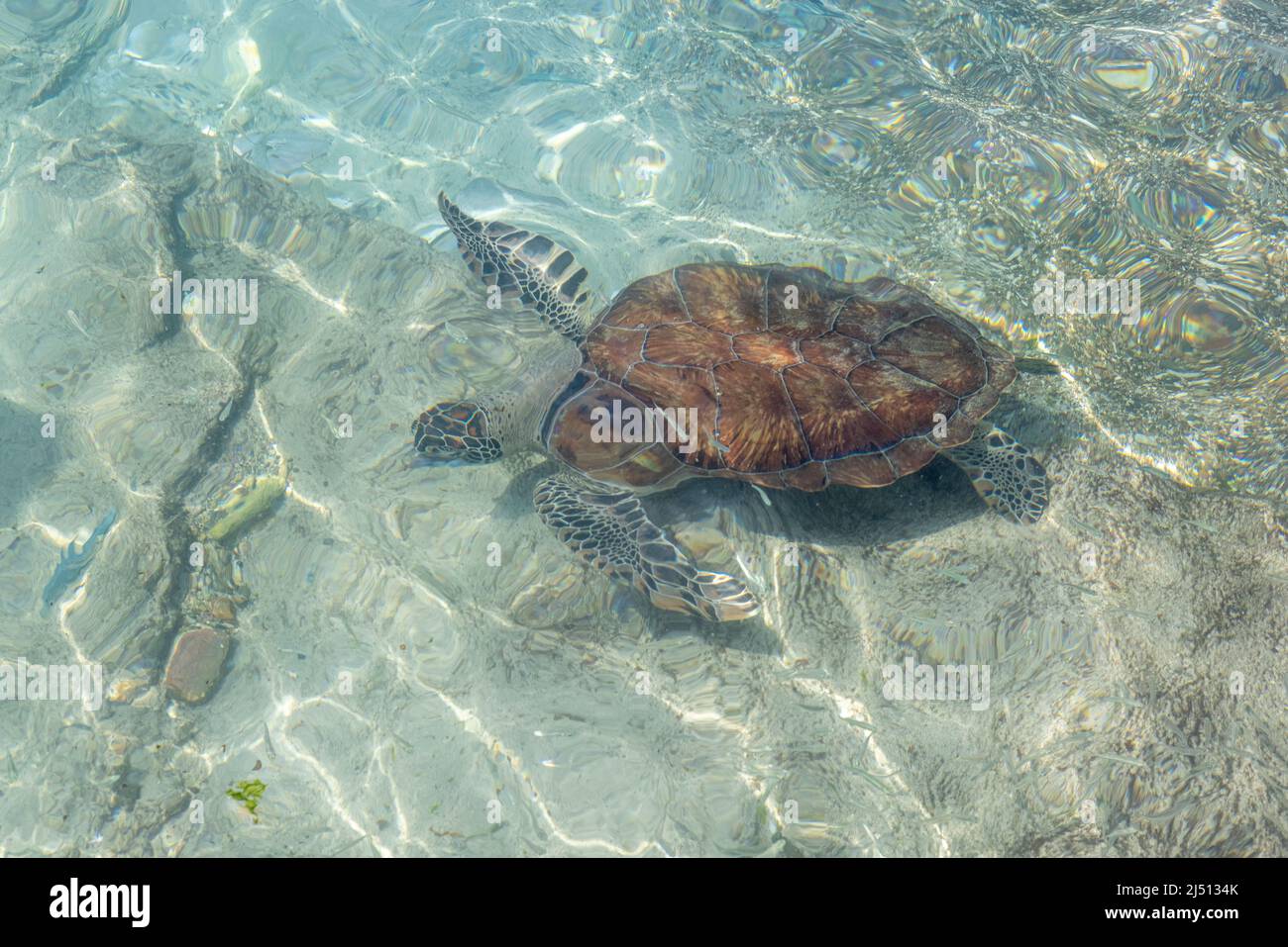 Green sea turtle swimming in the shallow water at Playa Grandi (Playa ...