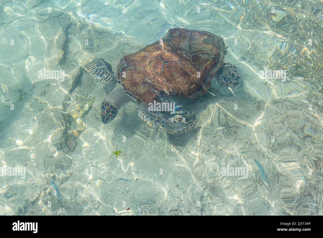Green sea turtle swimming in the shallow water at Playa Grandi (Playa ...