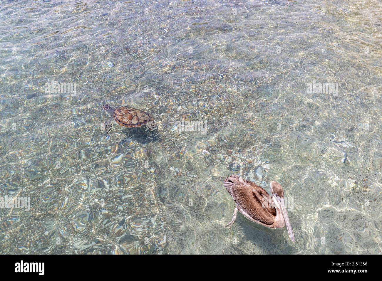Sea turtle and pelican swimming in the shallow water at Playa Grandi ...
