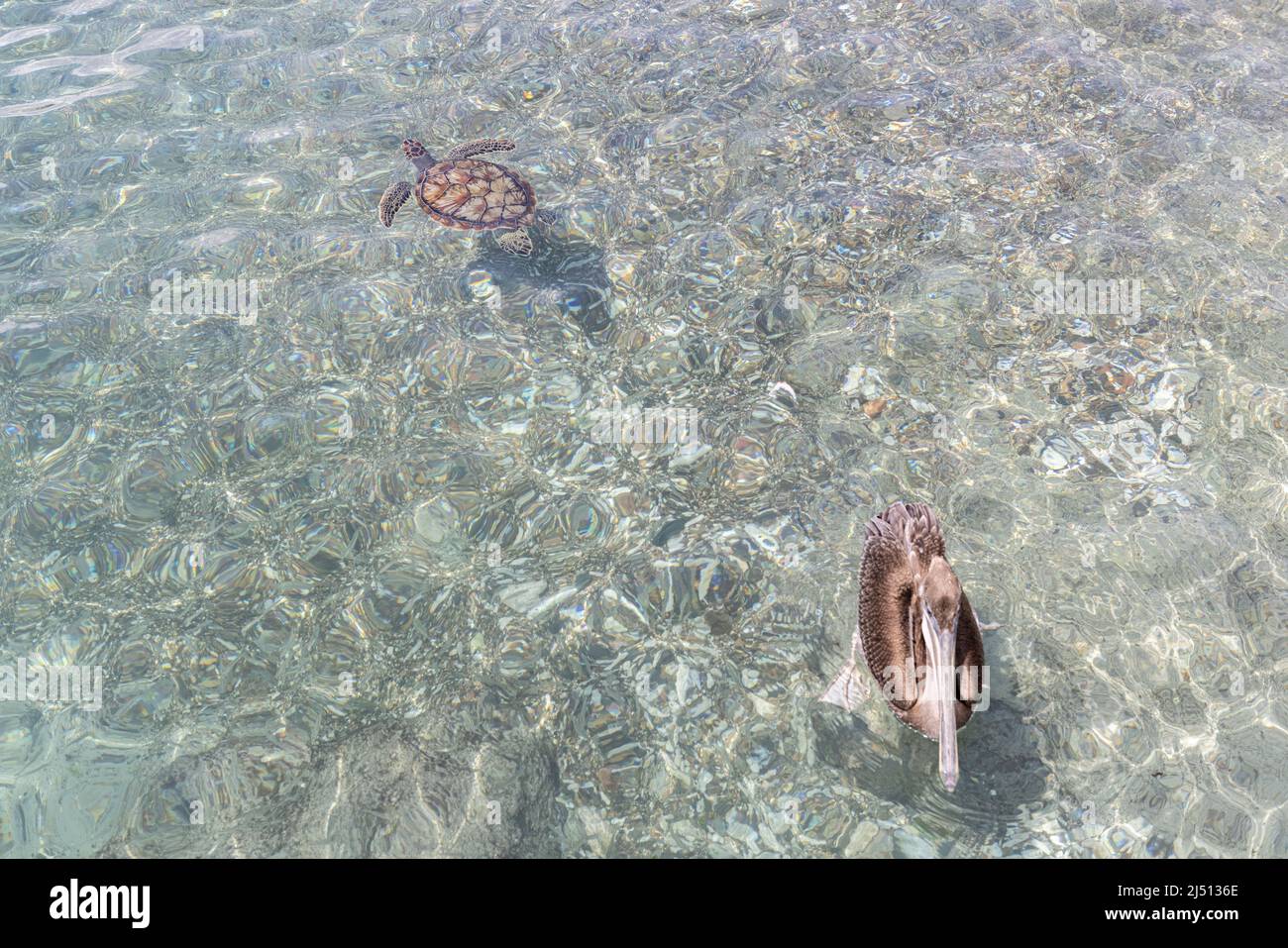 Sea turtle and pelican swimming in the shallow water at Playa Grandi ...