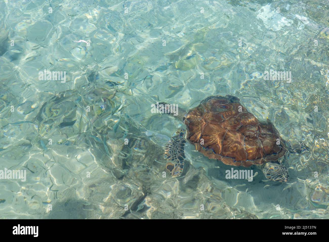 Green sea turtle swimming in the shallow water at Playa Grandi (Playa ...