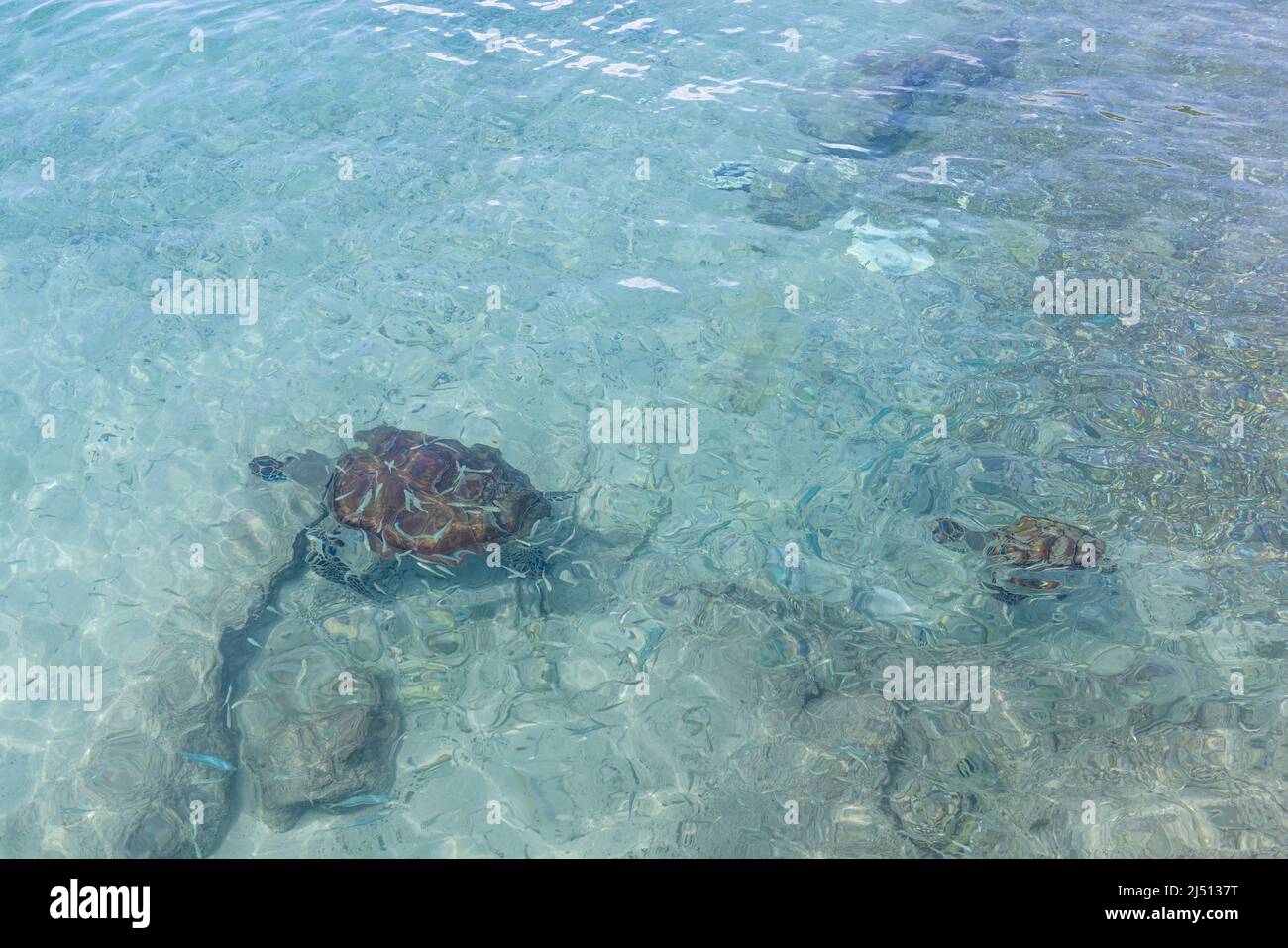 Green sea turtles swimming in the shallow water at Playa Grandi (Playa ...