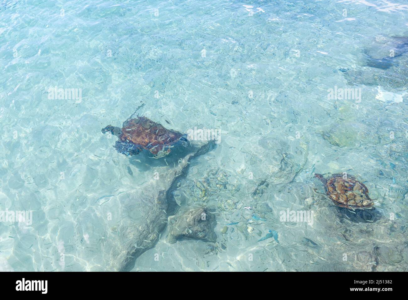 Green sea turtles swimming in the shallow water at Playa Grandi (Playa ...