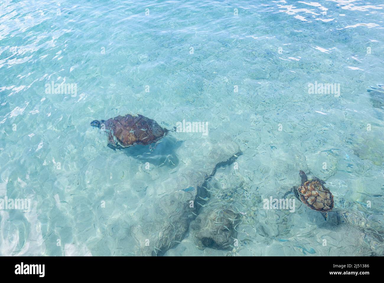 Green sea turtles swimming in the shallow water at Playa Grandi (Playa ...
