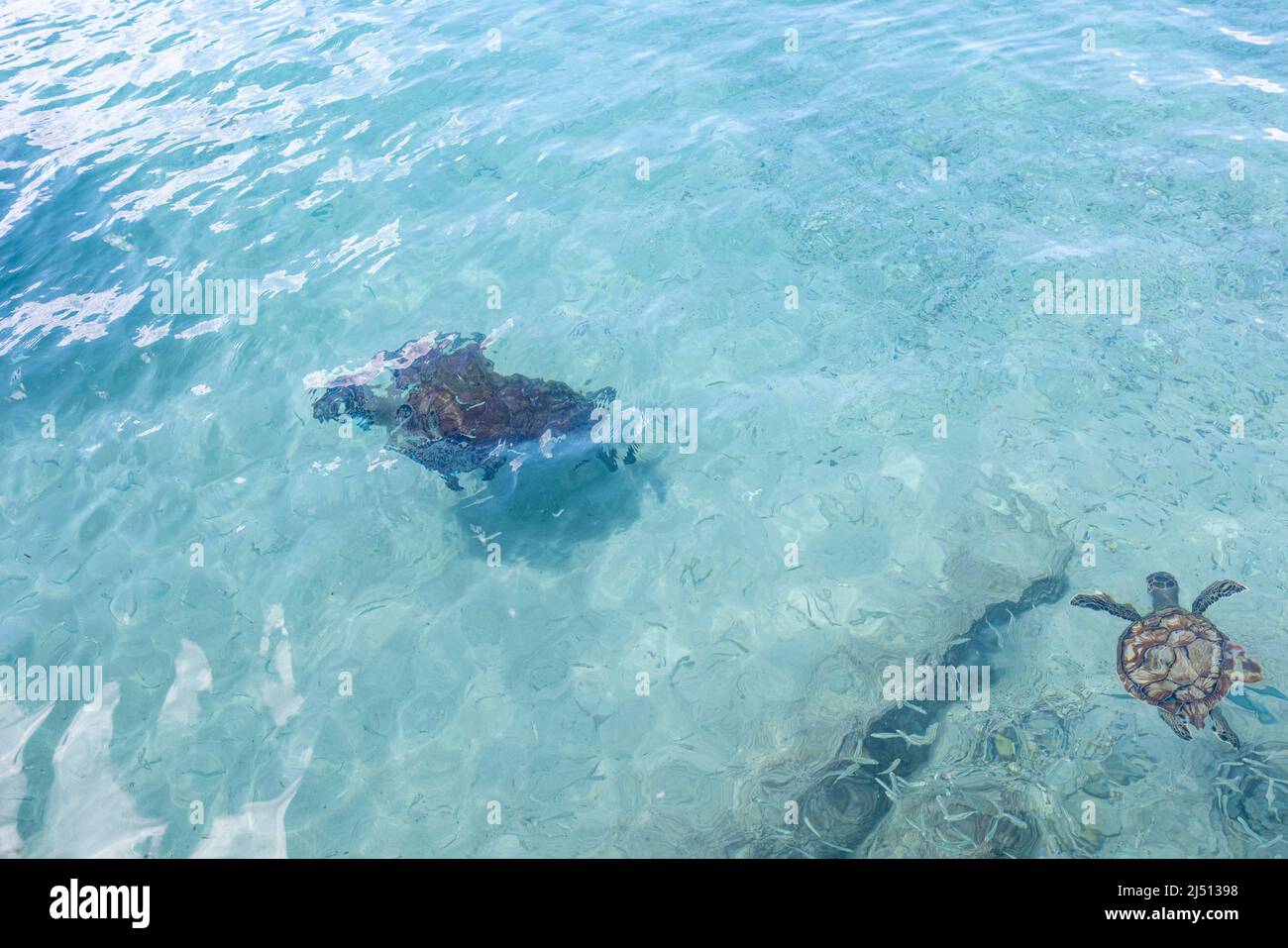 Green sea turtles swimming in the shallow water at Playa Grandi (Playa ...