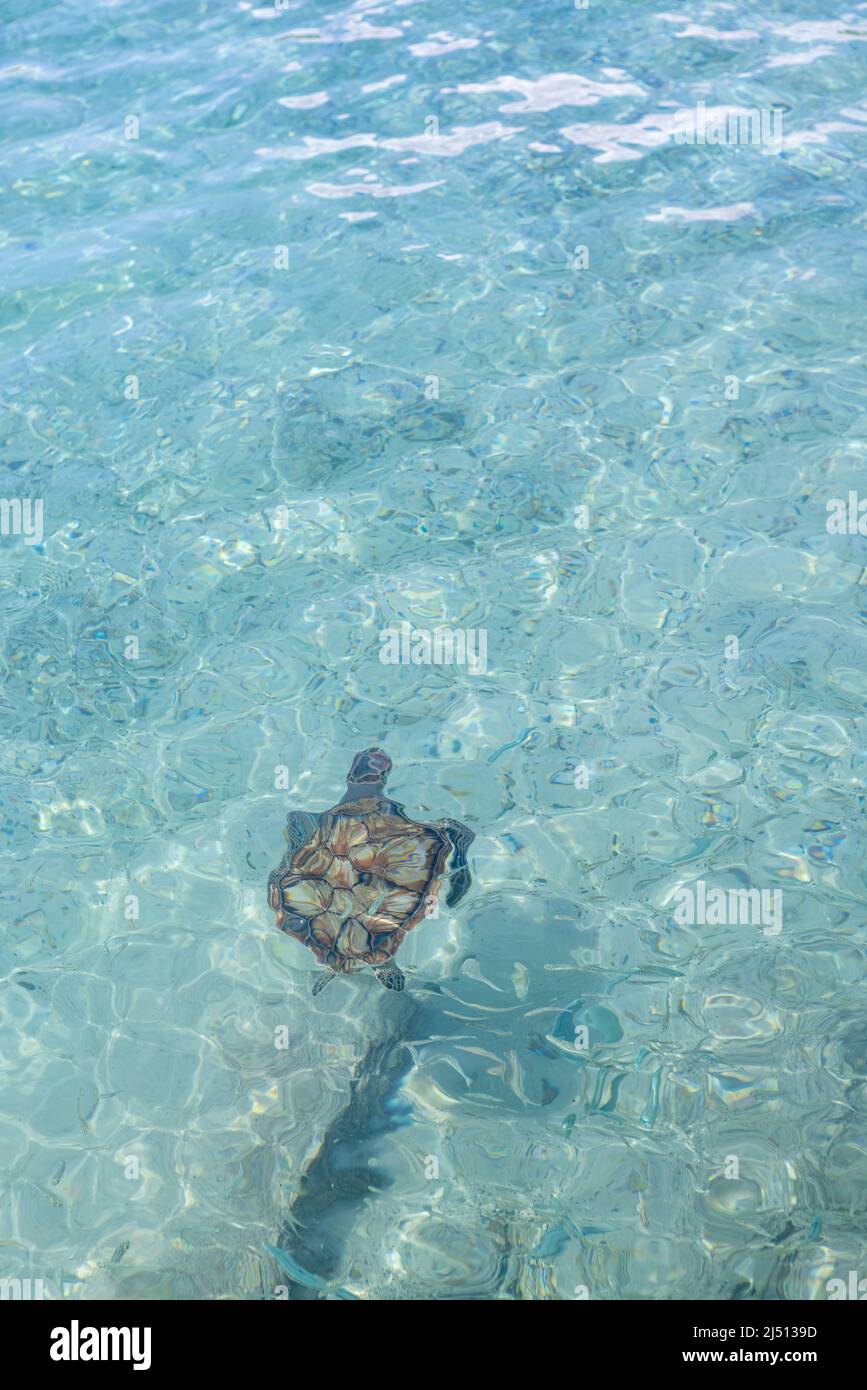Green sea turtle swimming in the shallow water at Playa Grandi (Playa ...