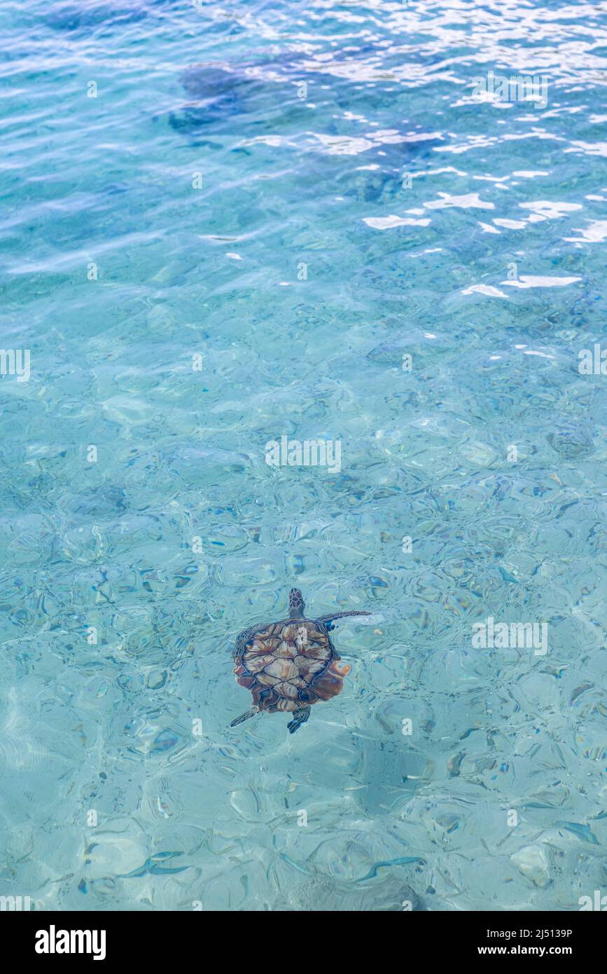 Green sea turtle swimming in the shallow water at Playa Grandi (Playa ...