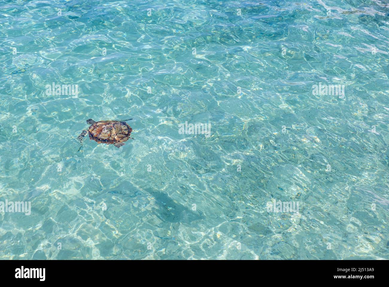 Green sea turtle swimming in the shallow water at Playa Grandi (Playa ...