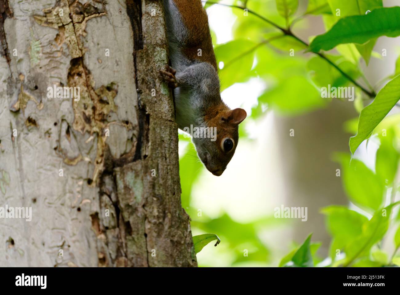 Campeche tree hi-res stock photography and images - Alamy
