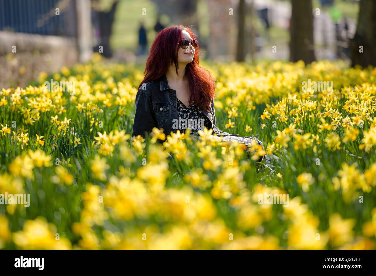 29 year old Sophie from Edinburgh poses in fully bloomed daffodils on ...