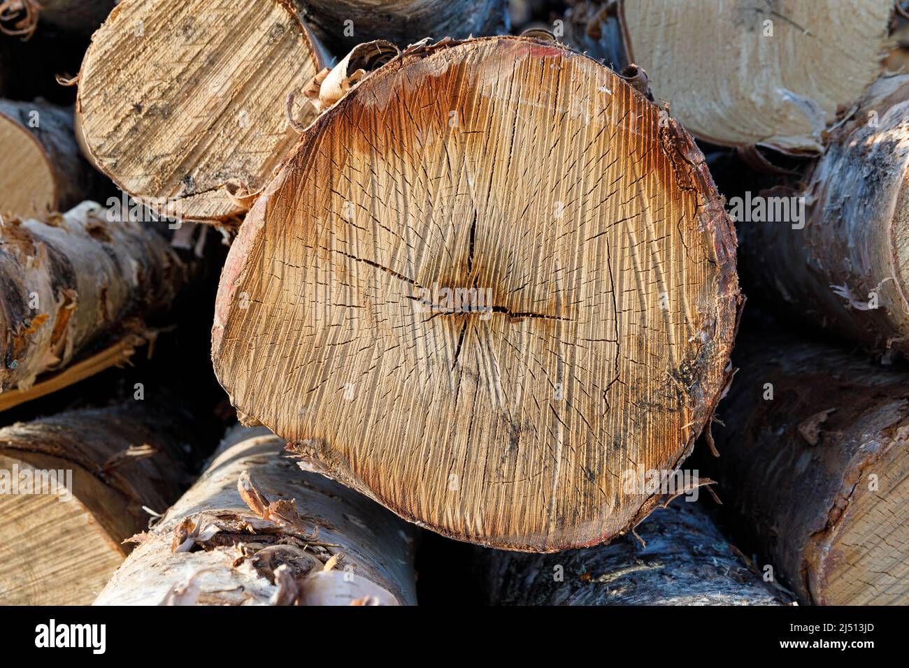 the birch is close-up. Deforestation Stock Photo - Alamy