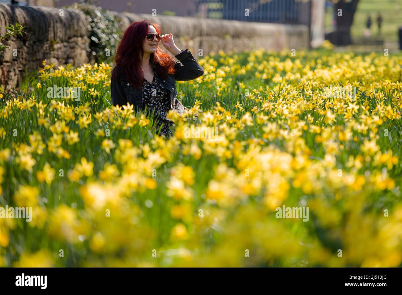 29 year old Sophie from Edinburgh poses in fully bloomed daffodils on ...