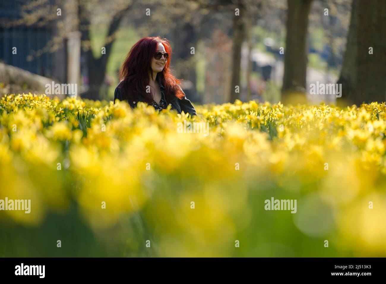 29 year old Sophie from Edinburgh poses in fully bloomed daffodils on ...