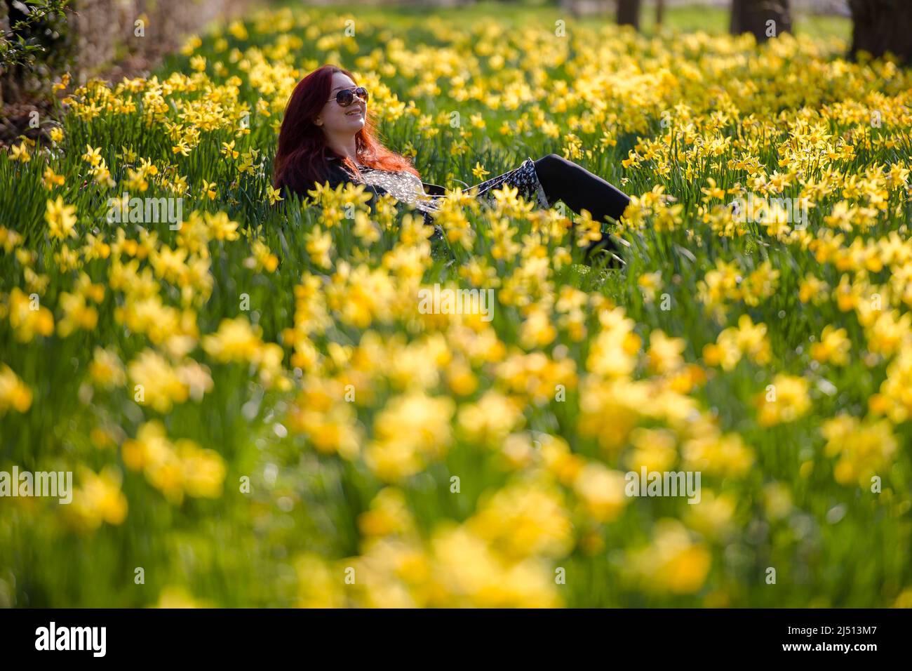 29 year old Sophie from Edinburgh poses in fully bloomed daffodils on ...
