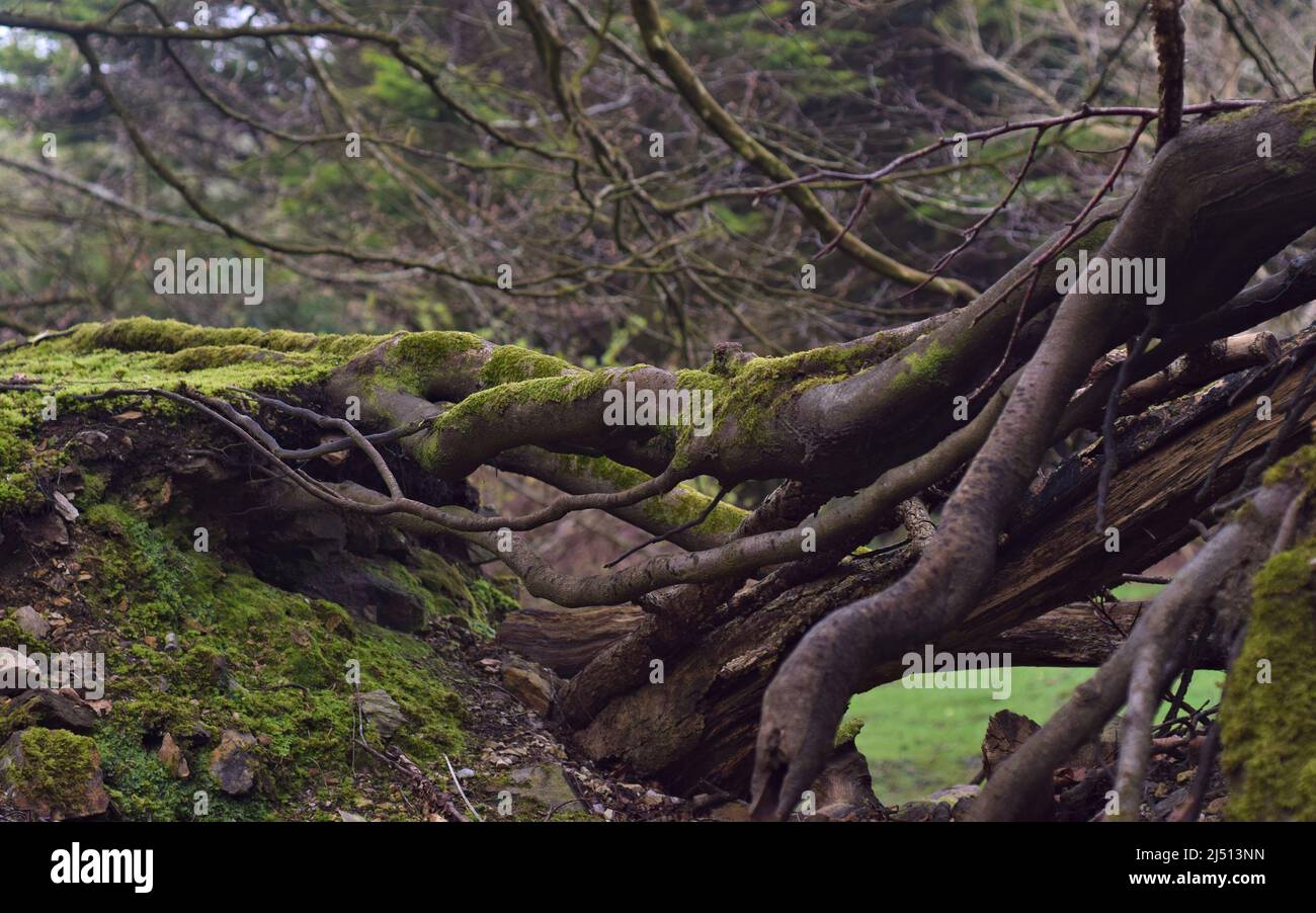 Cluster of gnarled roots and ancient hedge in Cornish woodland Stock ...