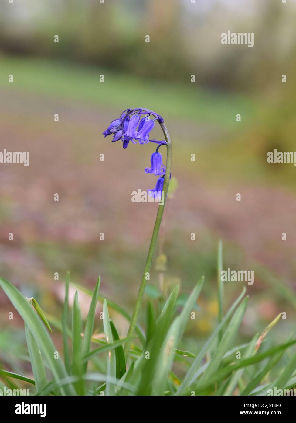 Single bluebell isolated from background Stock Photo - Alamy