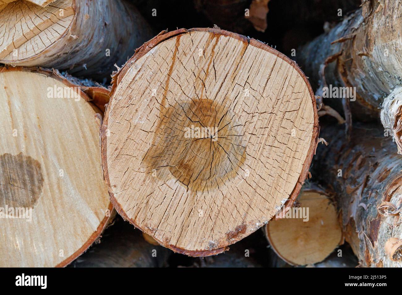 the birch is close-up. Deforestation Stock Photo - Alamy