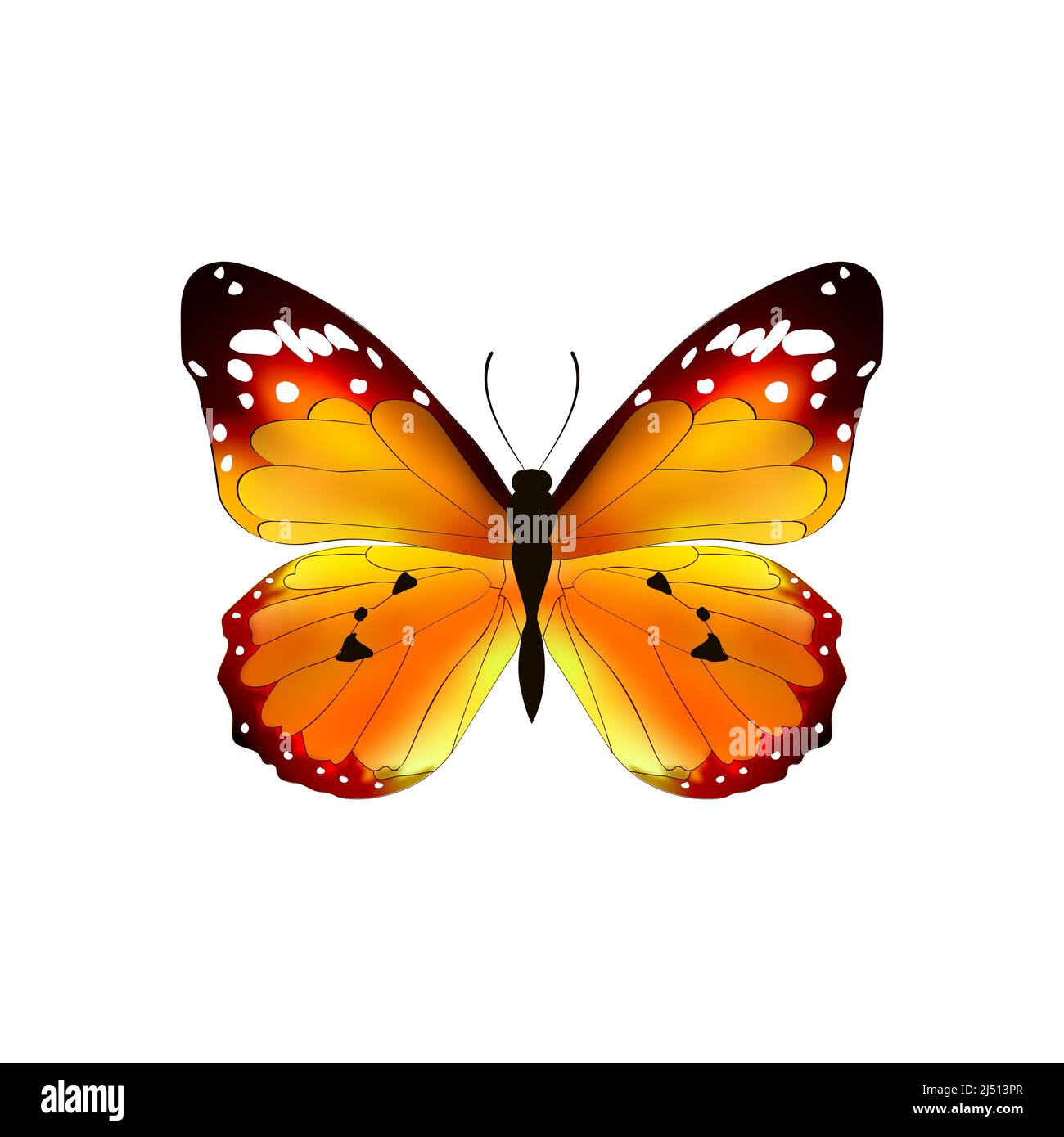 Top view of monarch butterfly. Colorful orange butterfly in beautiful ...