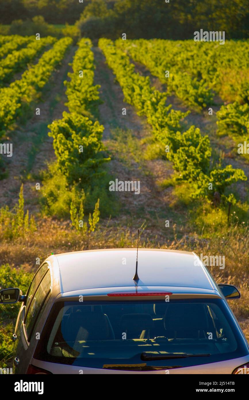 Vineyards during summer in Provence in France Stock Photo - Alamy