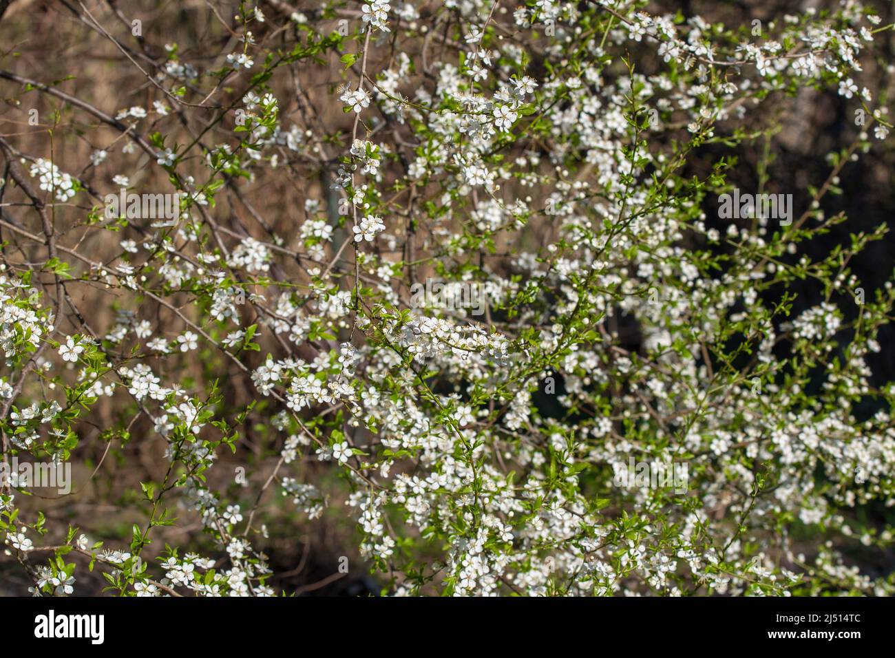 Plum mirabelle flowers hi-res stock photography and images - Alamy