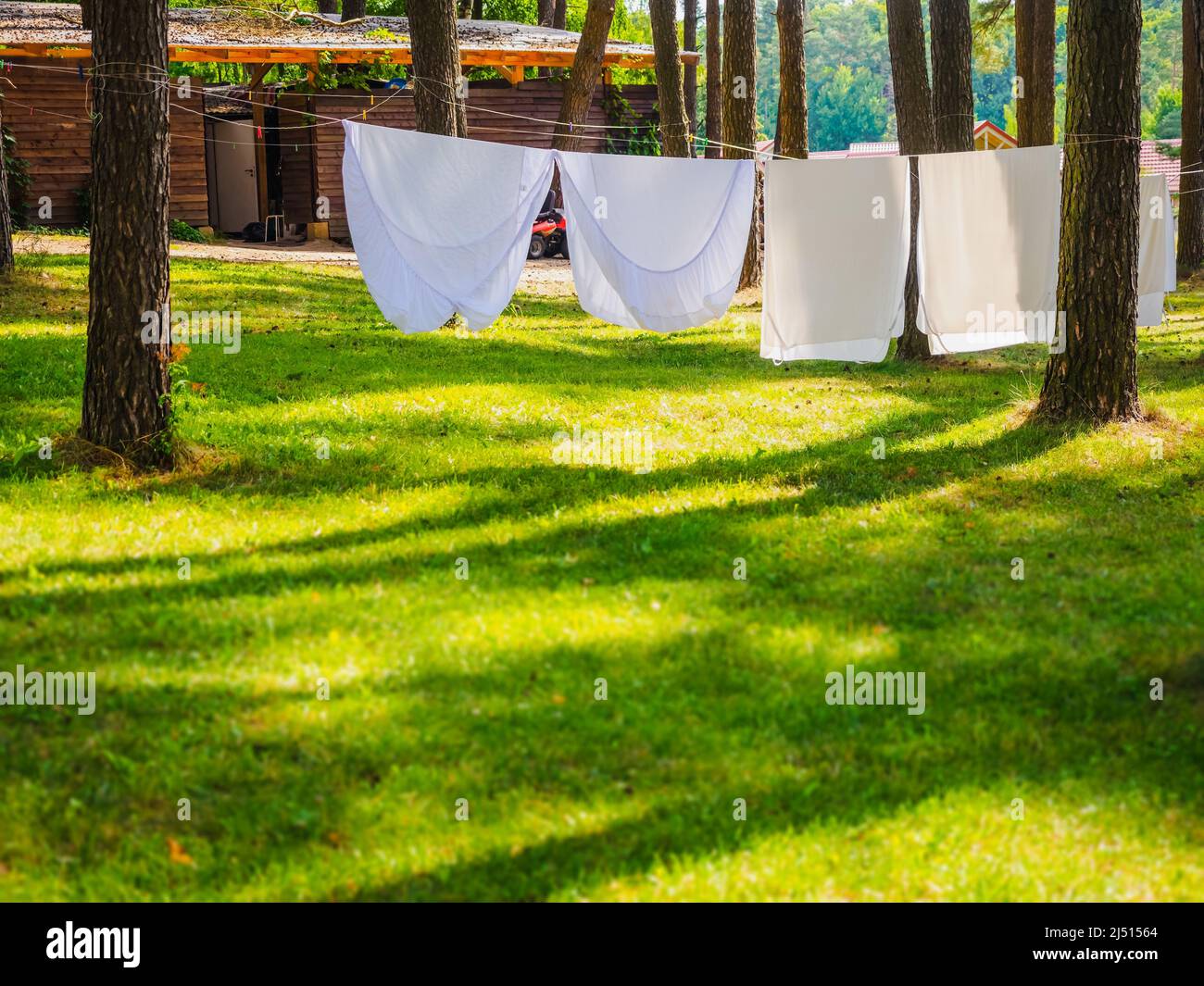 fresh white laundry outdoor between pine trees in a summer camp in a ...