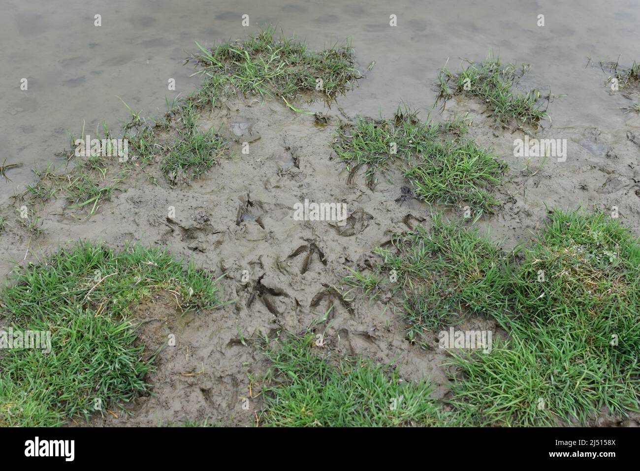 Bird prints in the mud Stock Photo - Alamy