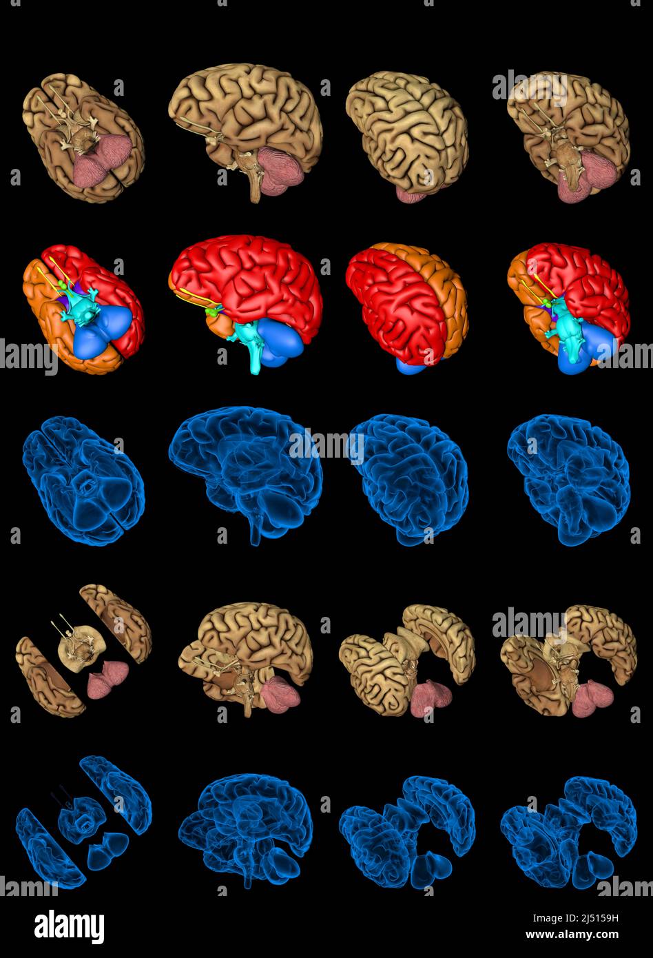 Set of isolated brain renders - whole and split with xray examination ...