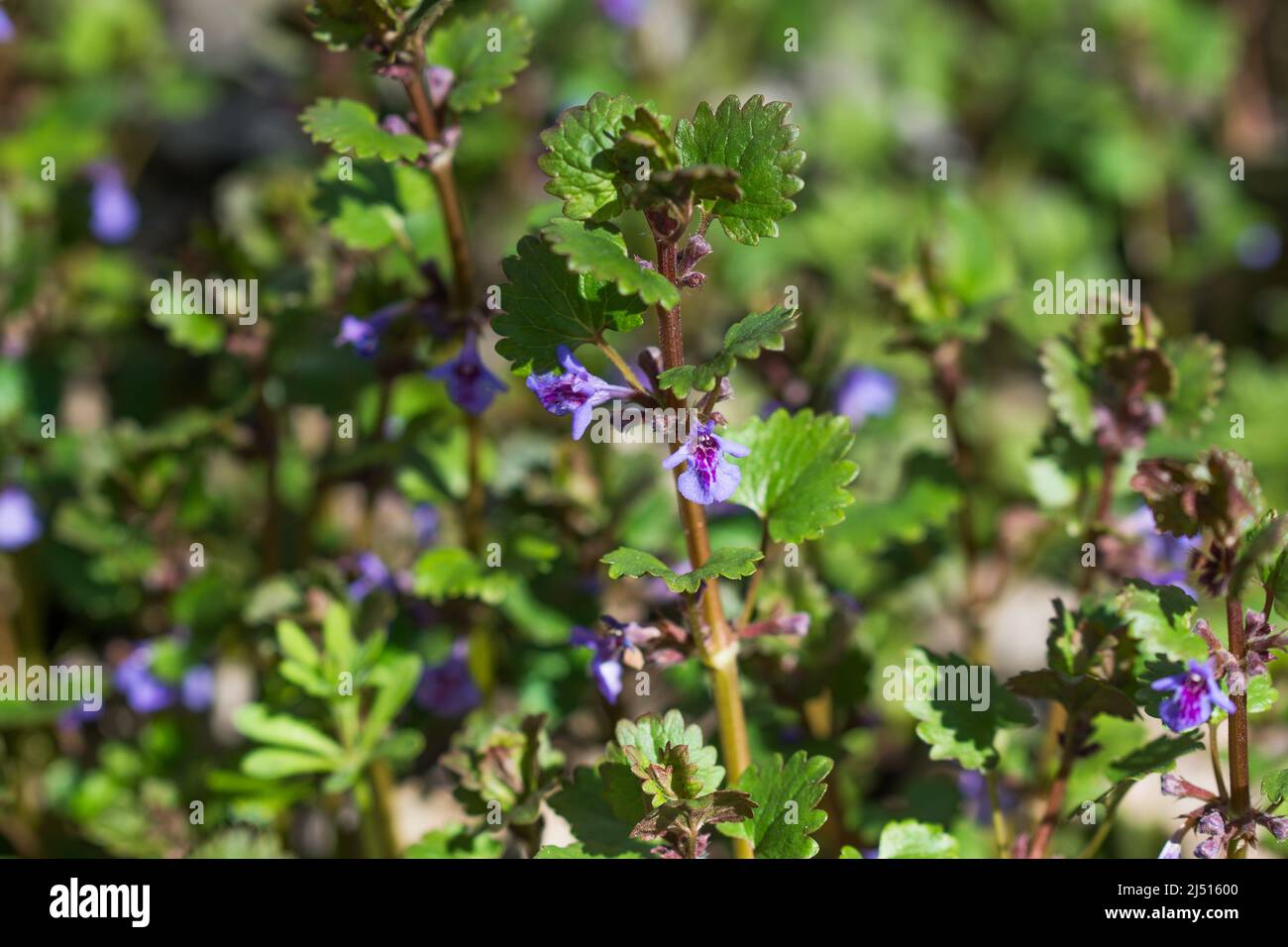 ground-ivy, glechoma hederacea flowers closeup selective focus Stock ...